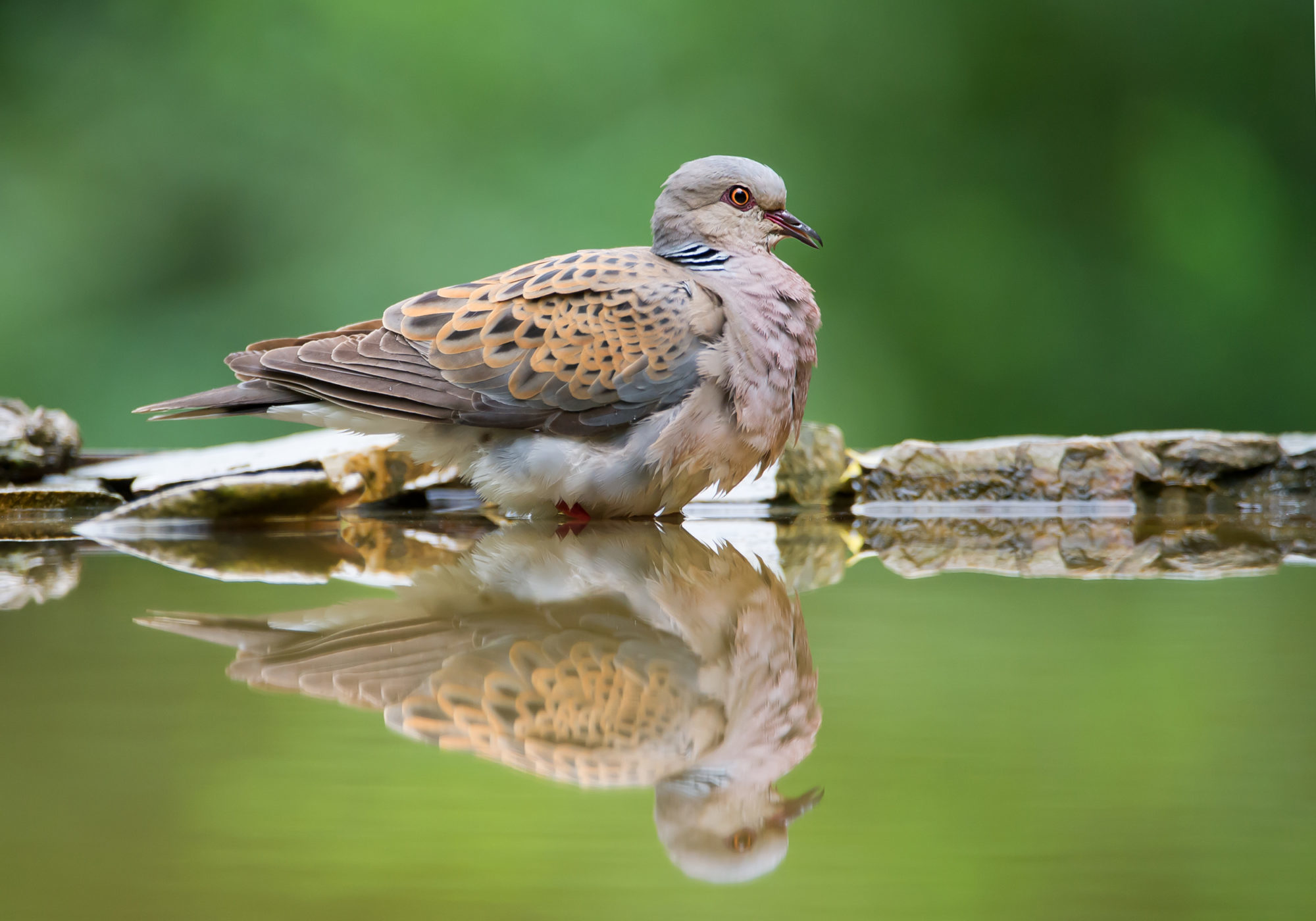 European Turtle dove Flight For Survival