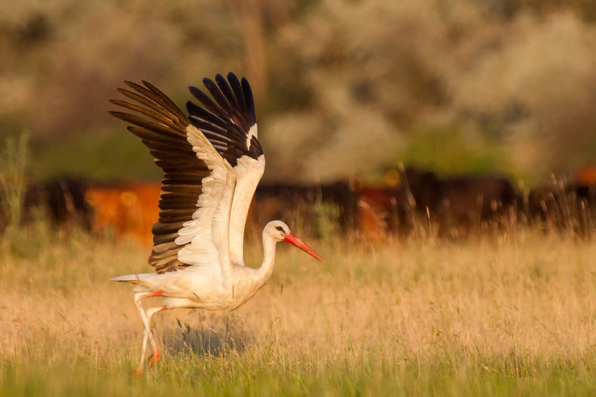 White stork – Flight for Survival