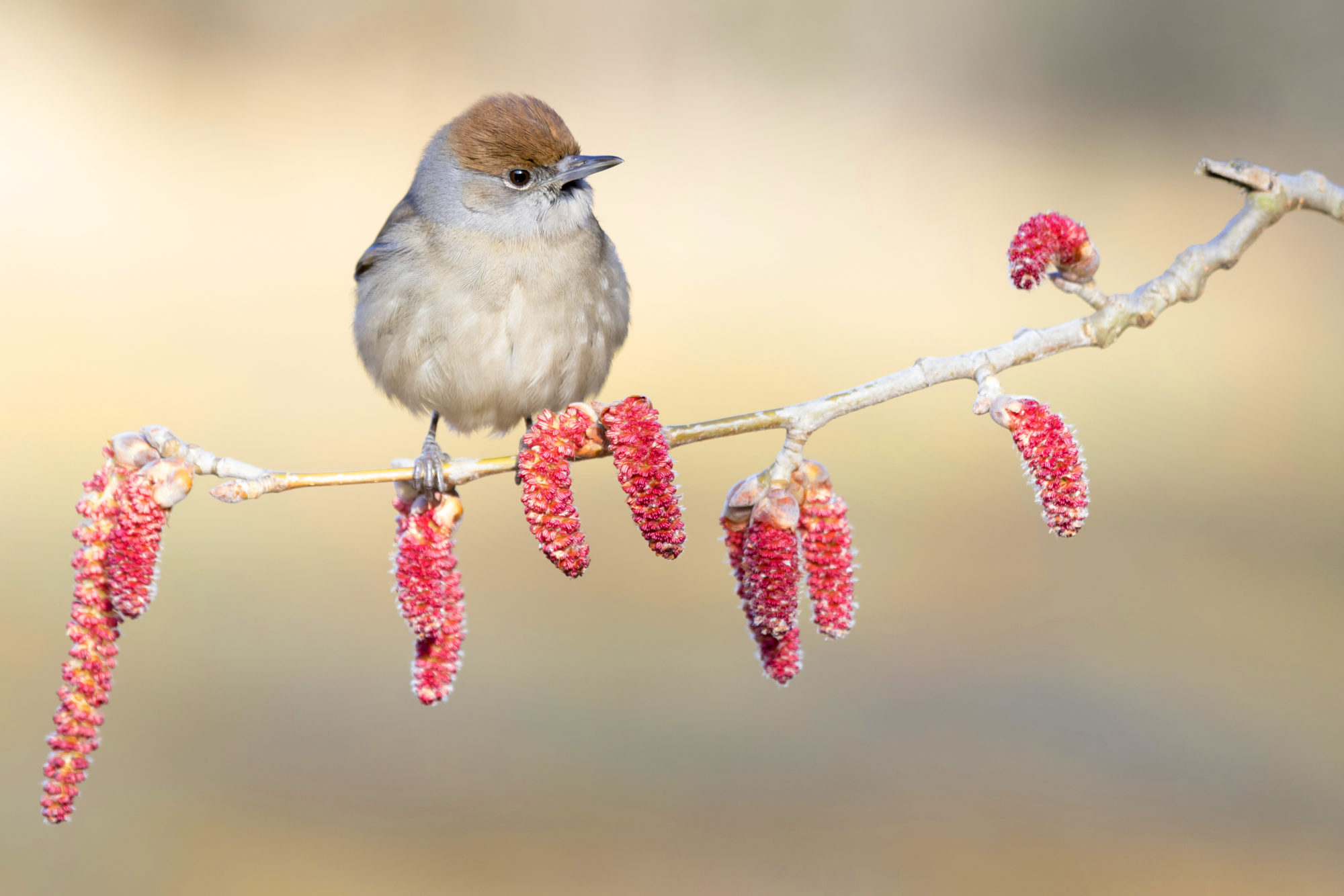 Eurasian blackcap – Flight for Survival