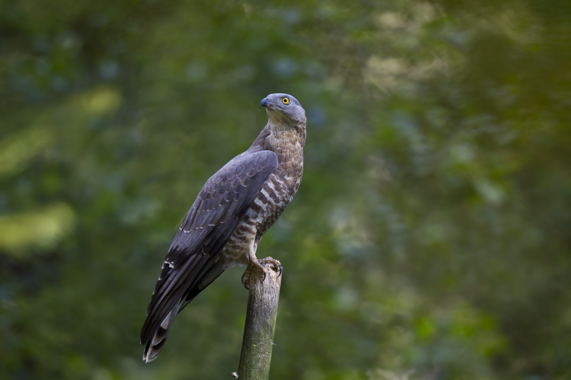 European honey-buzzard – Flight for Survival
