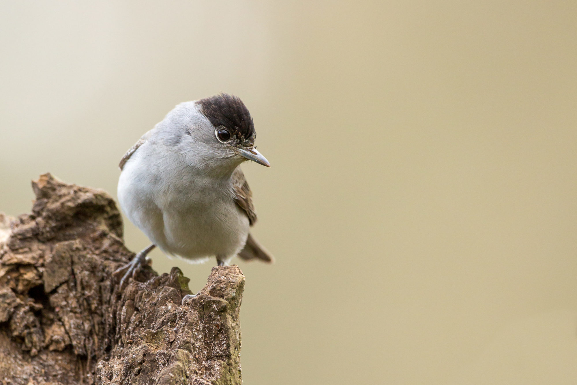 Eurasian blackcap – Flight for Survival
