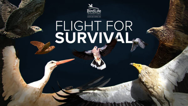 Flight for Survival