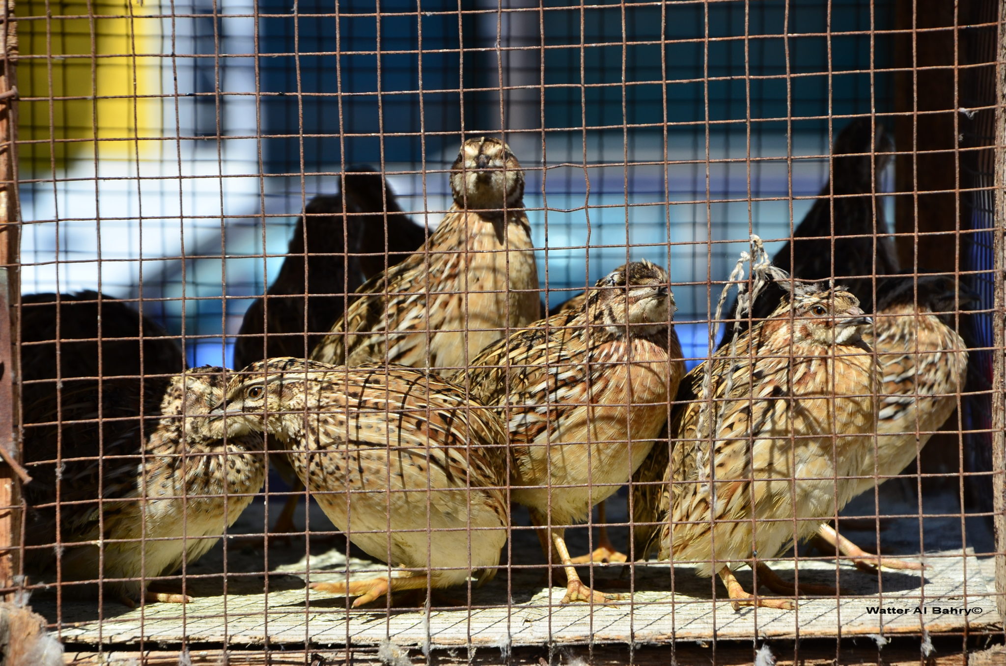 Shipment of illegally killed birds discovered in Slovenia