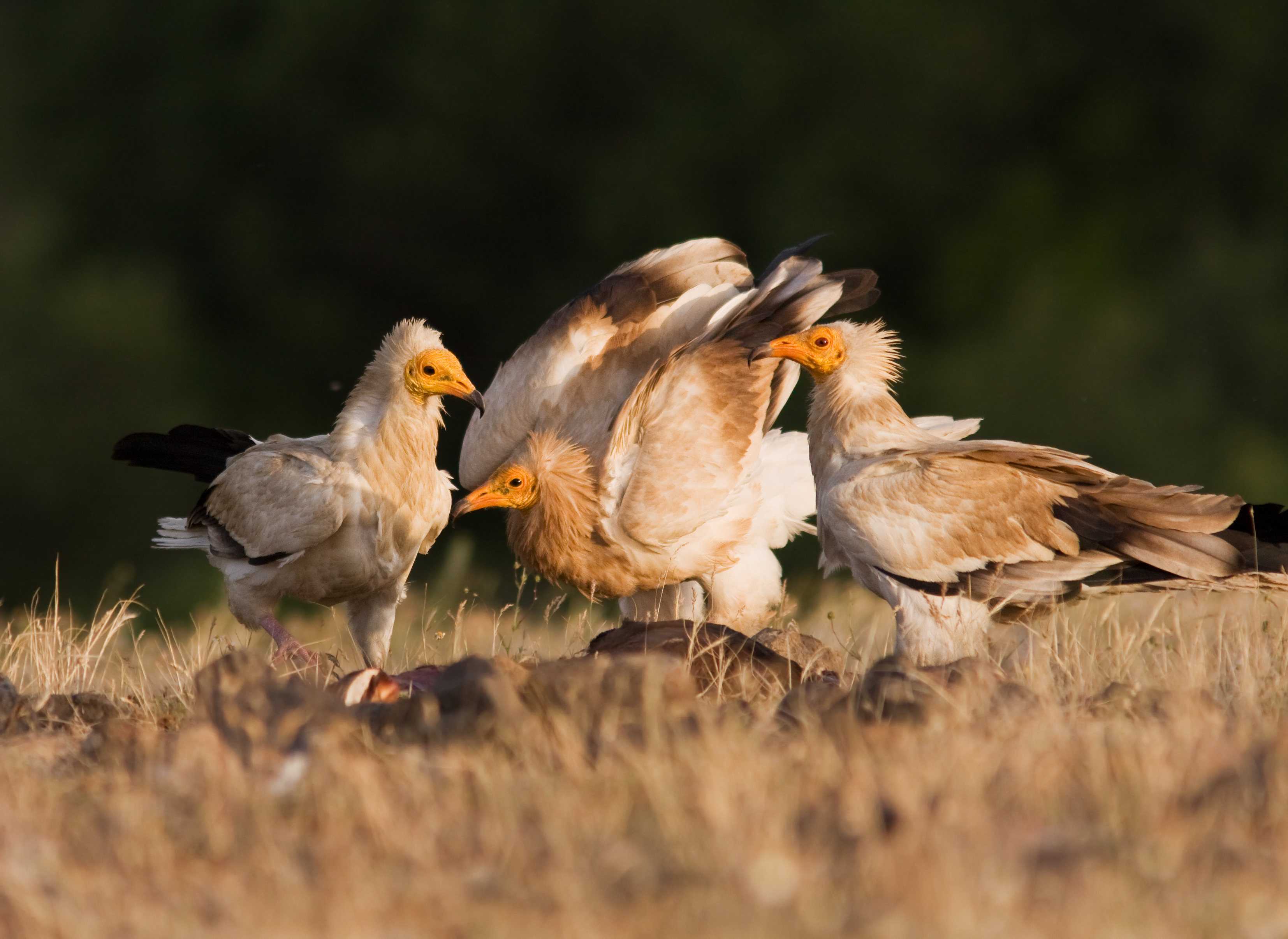 How to release birds back into the wild - The story of three Egyptian ...