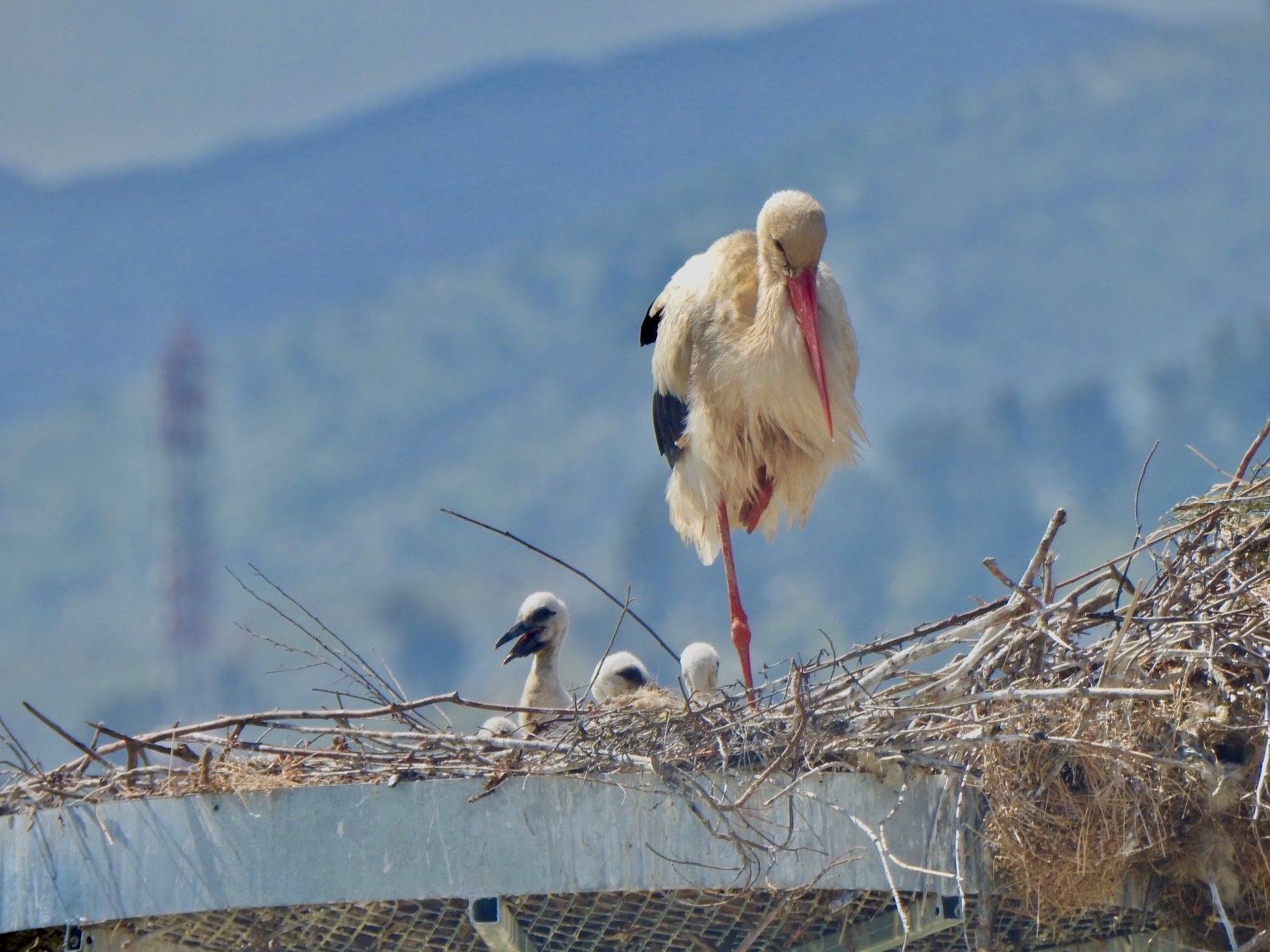 How can we make electric powerlines safe for White storks?