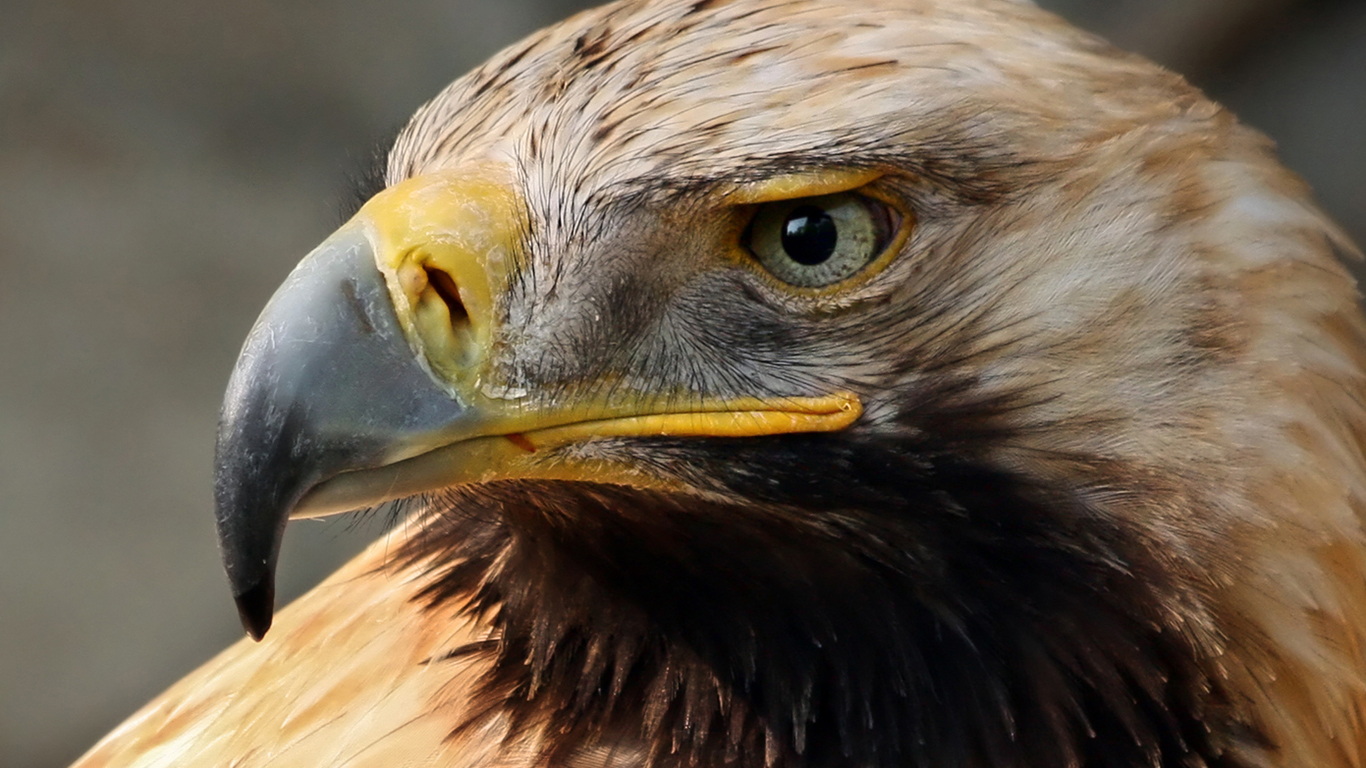 Ulysse, l'aigle impérial oriental, a-t-il réellement navigué vers Malte comme son homonyme d ...