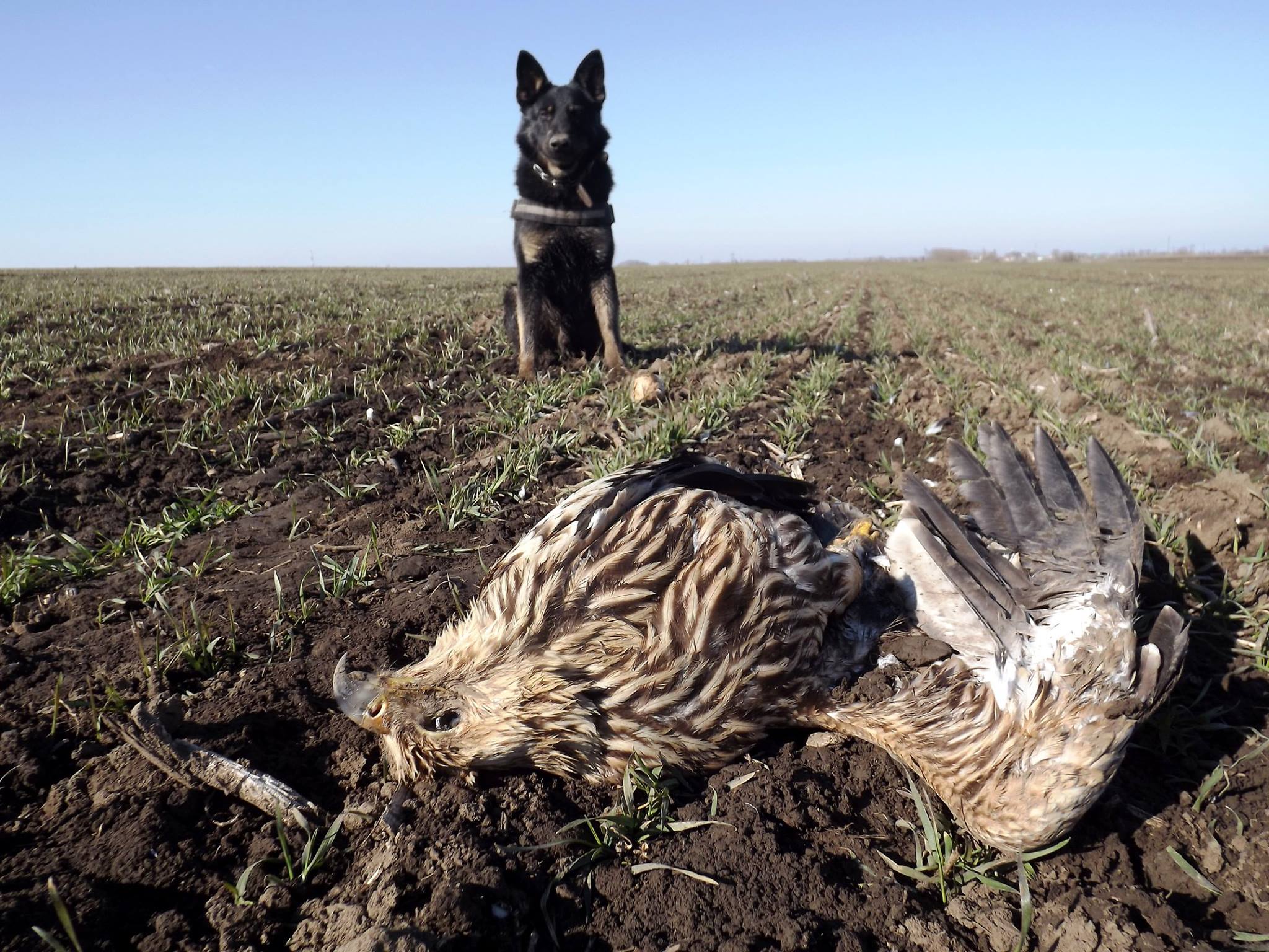 Poisoning – Flight for Survival