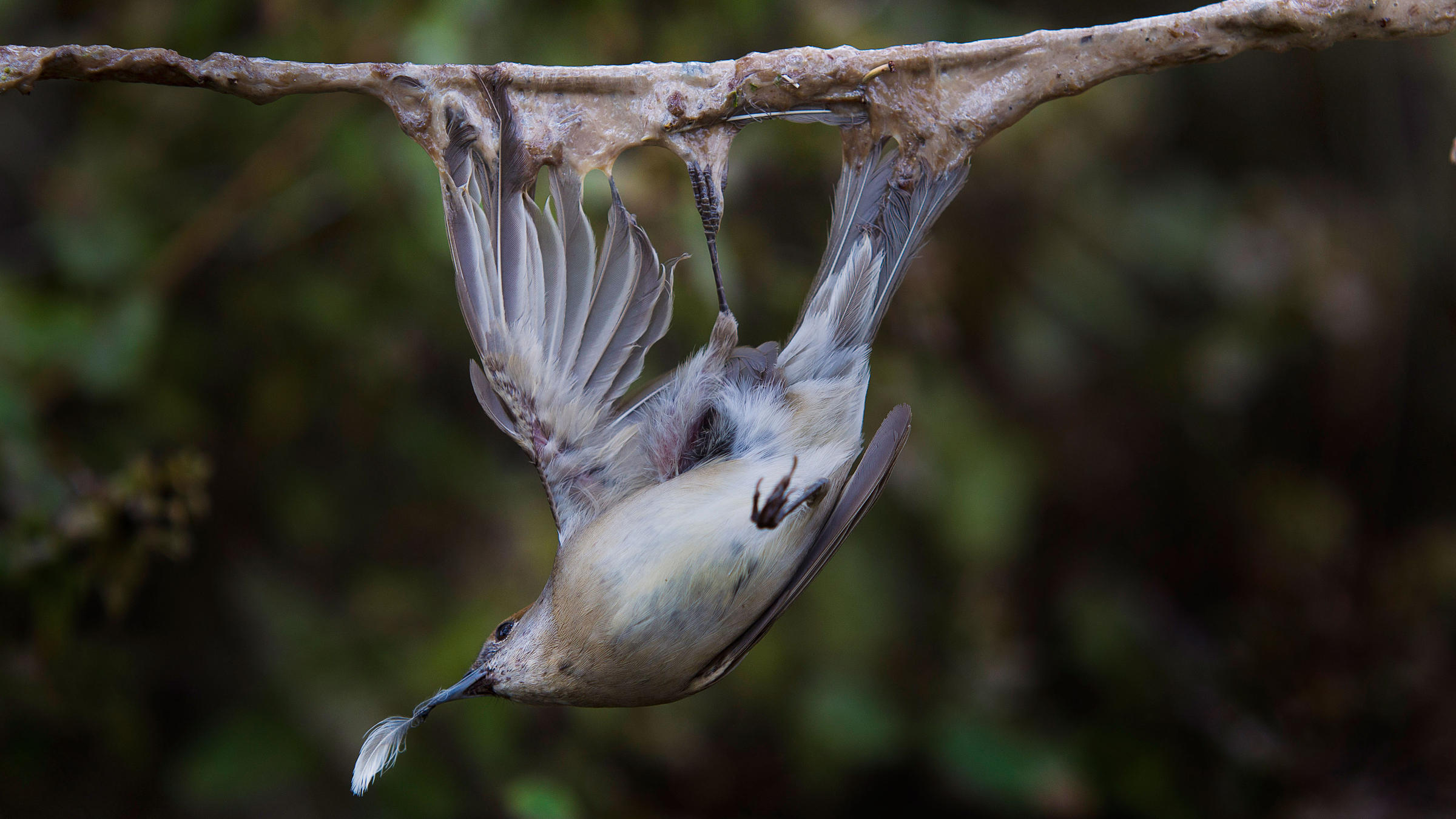 Bird Trapping – Flight for Survival