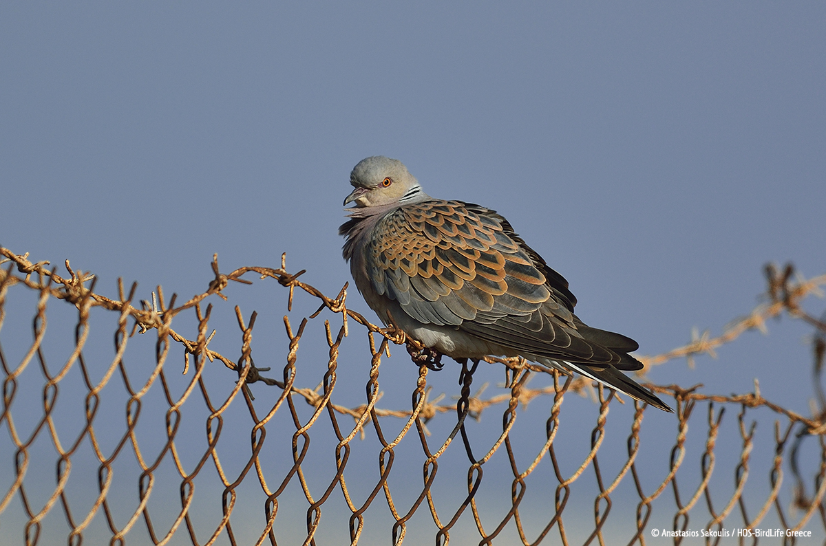 Why is Greece allowing the slaughter of European Turtle Doves?