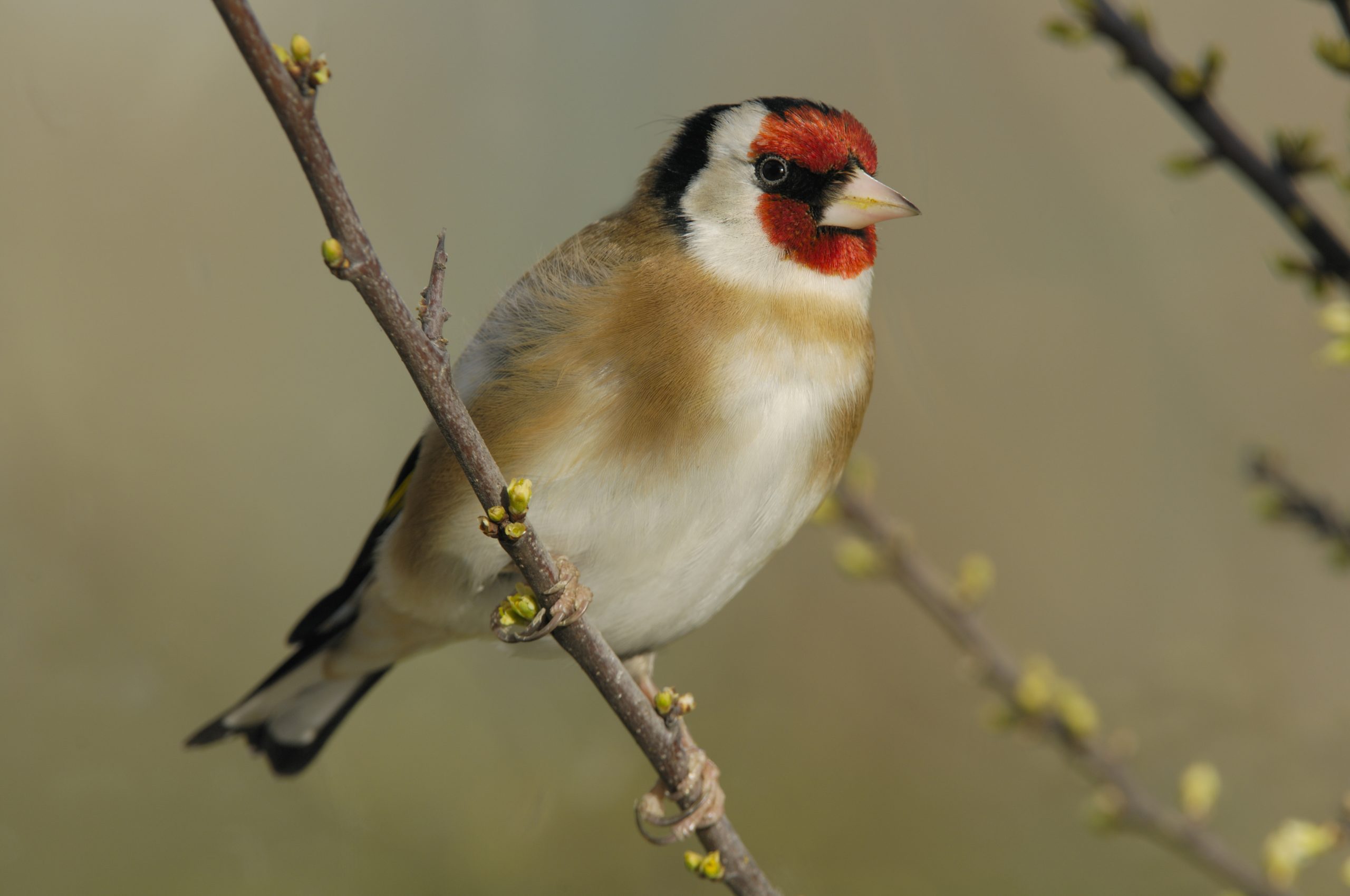 Bird poaching in Malta remained rampant in 2021