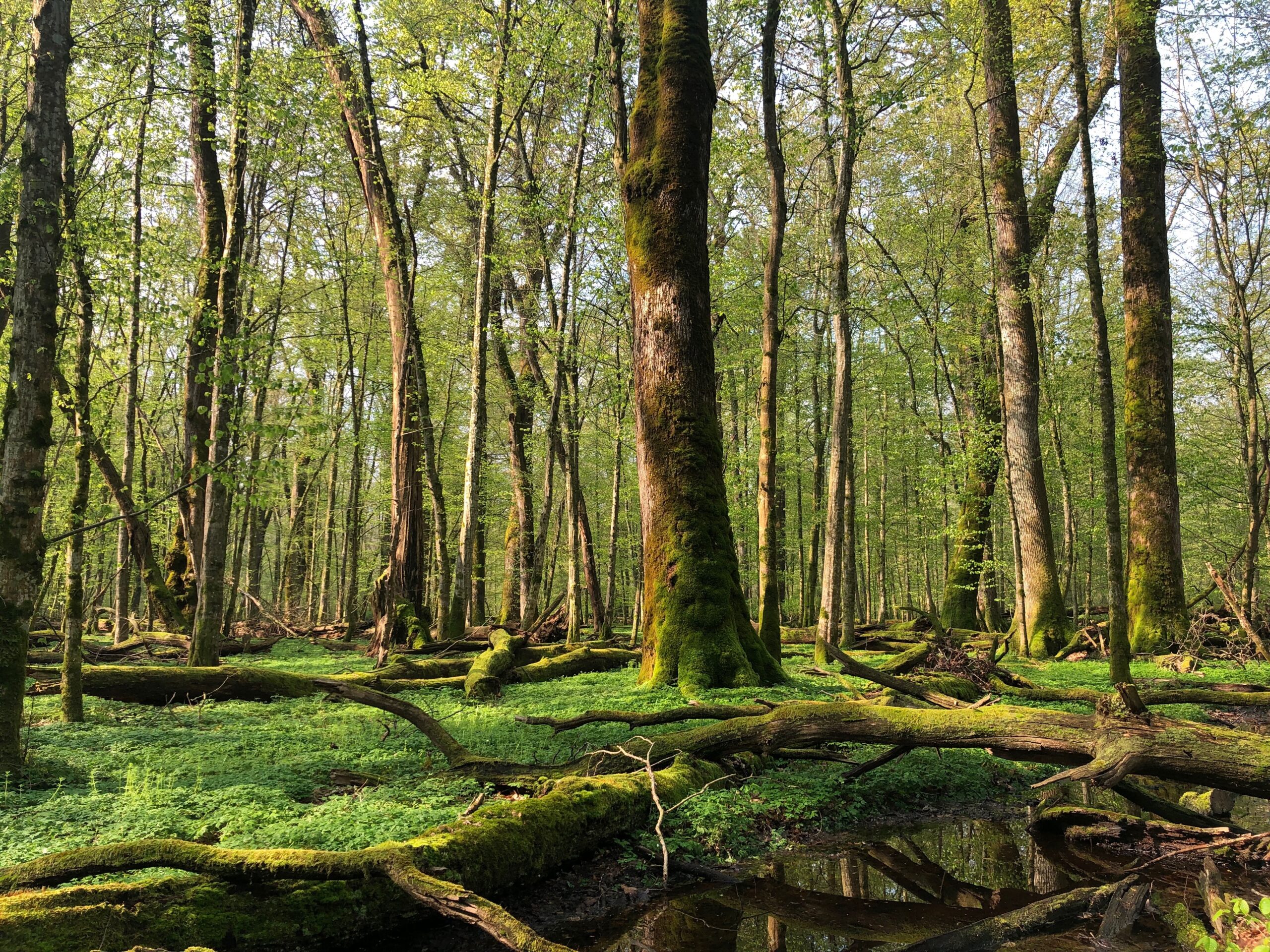 Slovenia – Flight for Survival