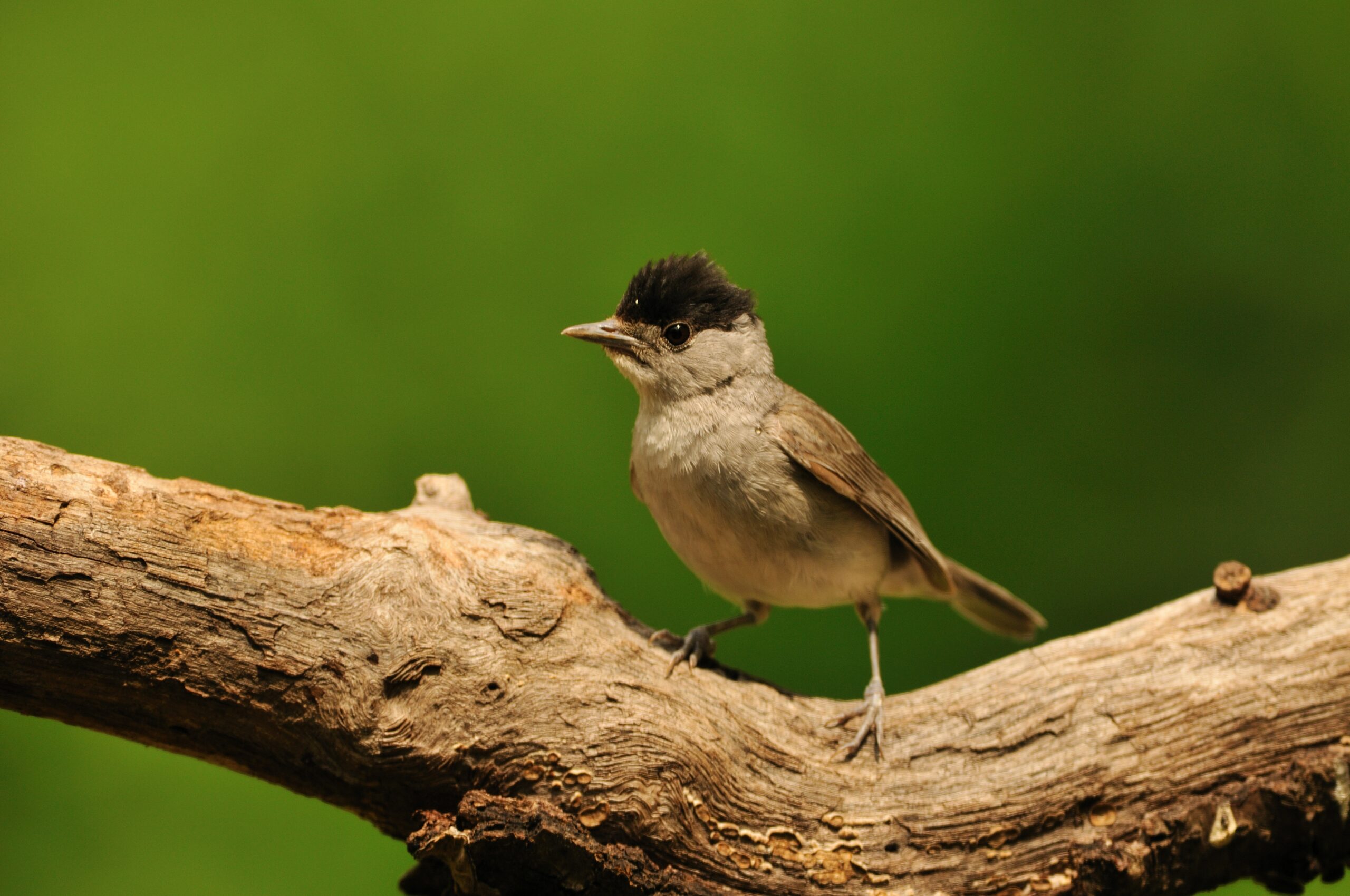 Bird trapping with nets continues to decline, limestick use levels worrying
